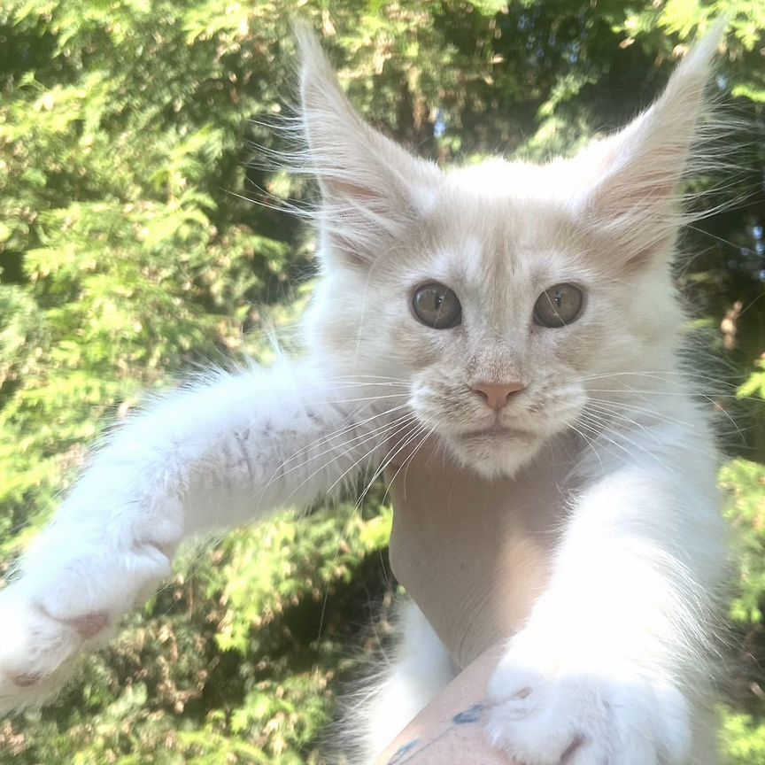 Мейн-кун котёнок