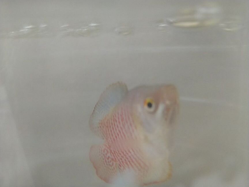 Лялиусы, аквариумные рыбки