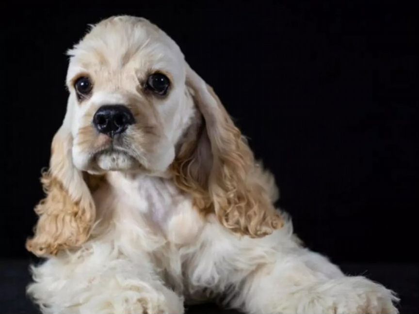 Щенки кокер спаниеля