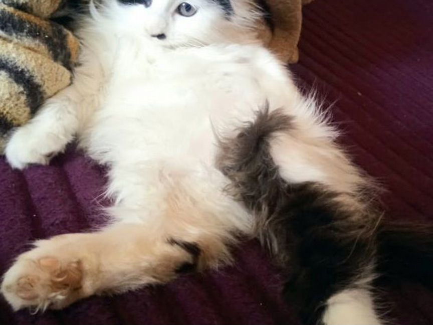Котенок мейн-кун