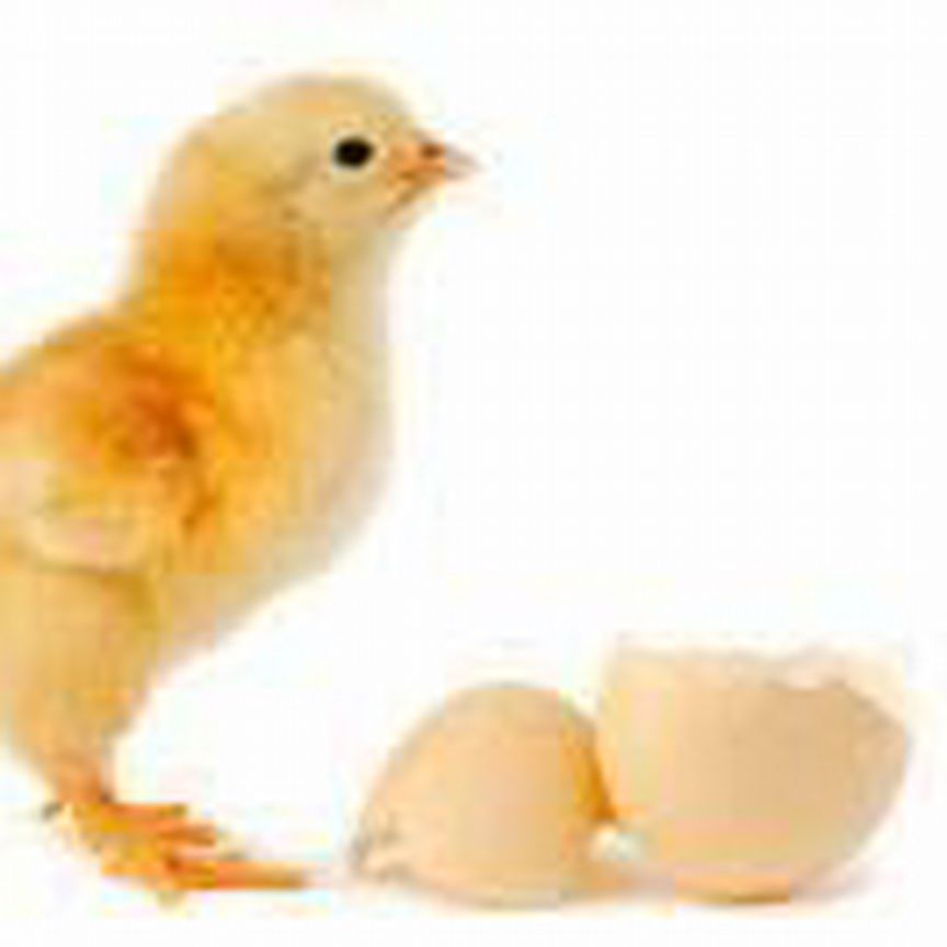 Суточный петушок