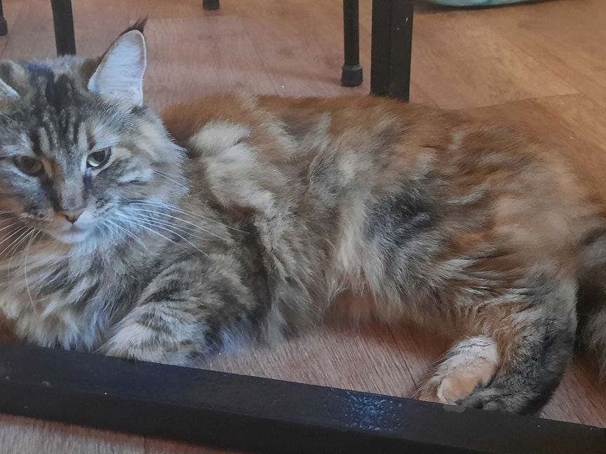 Кошки мейн-кун