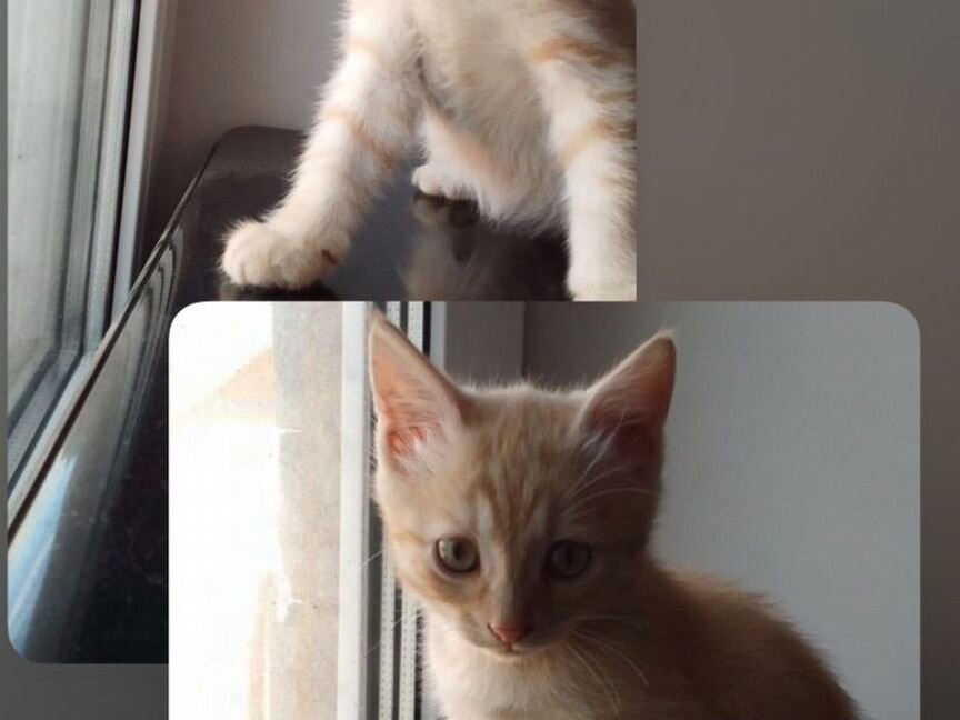 Котята в добрые руки бесплатно коты рыжие