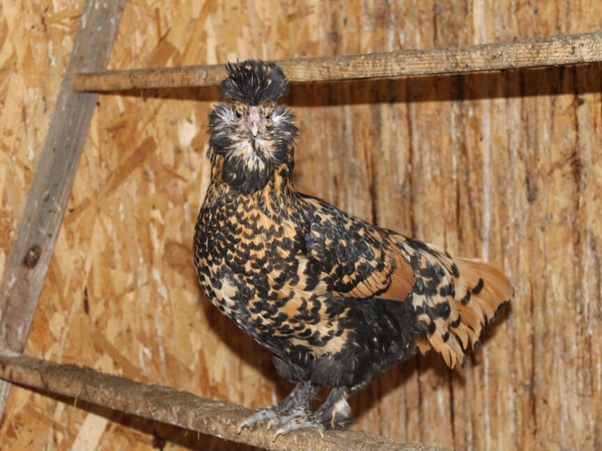 Петухи Павловский и Китай шелковый