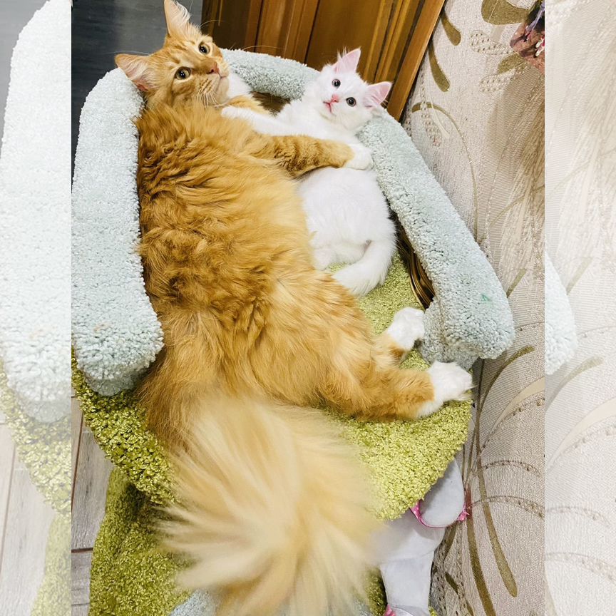 Сибирский котёнок