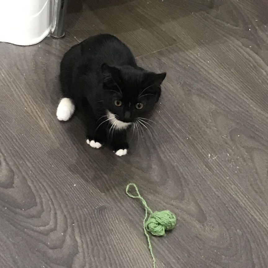 Котёнок в добрые руки