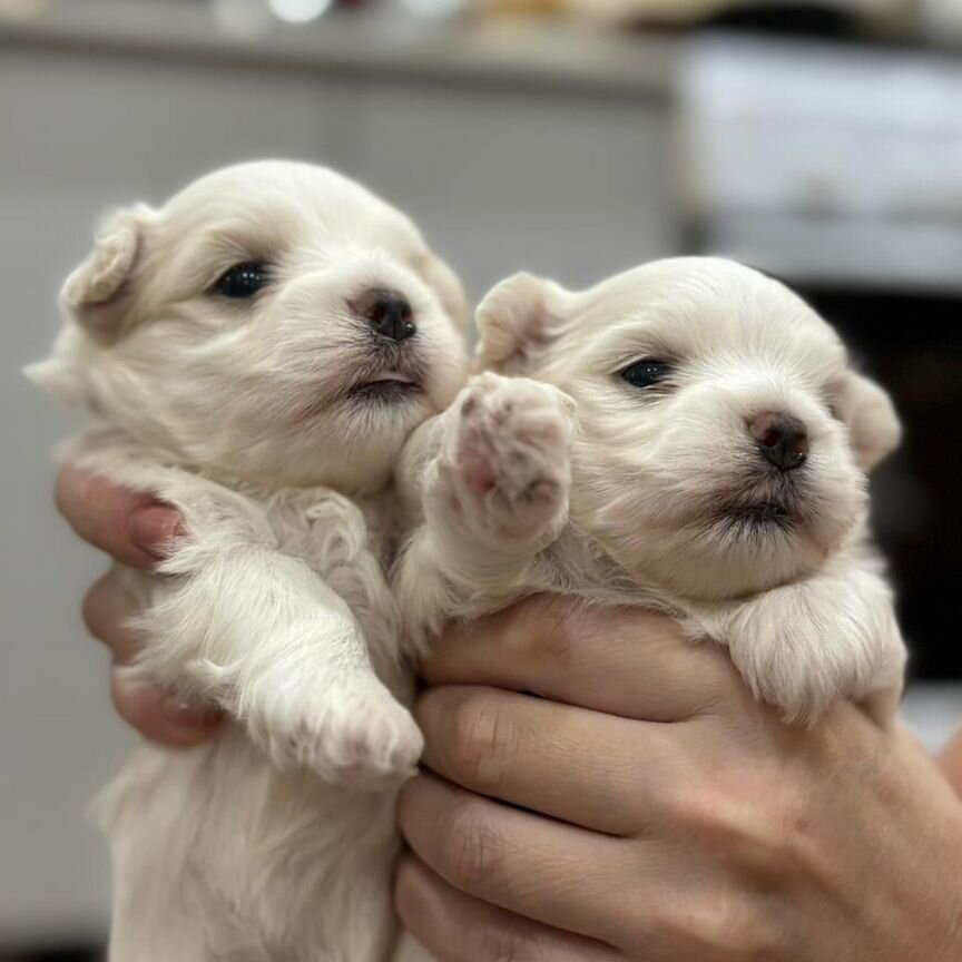 Мальтийская болонка