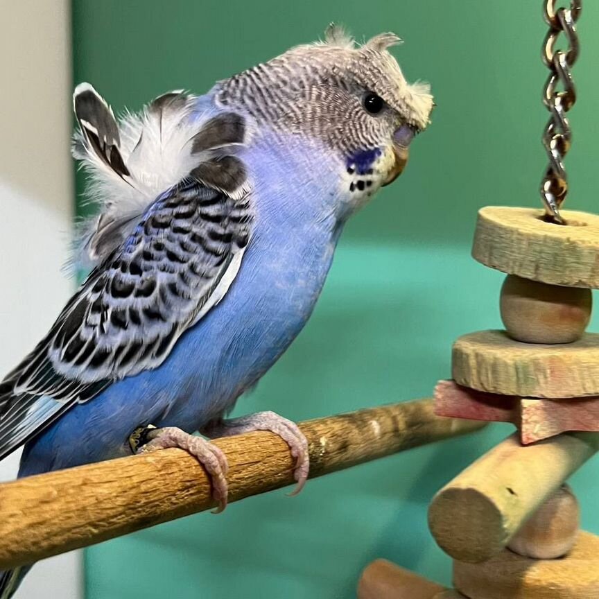 Хагоромо попугай