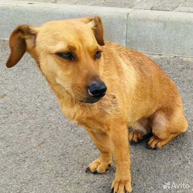 Найдена домашняя собачка-Динка/размер с котика