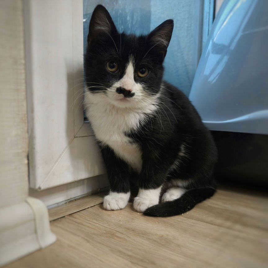 Котенок мальчик в добрые руки