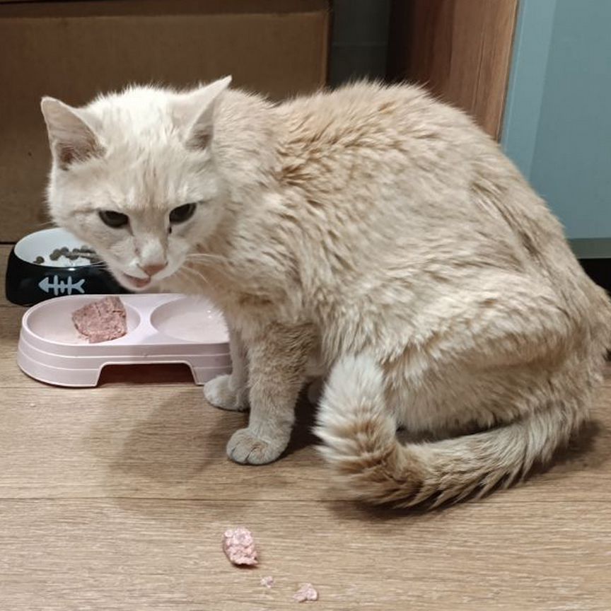 Взрослая, Девочка кошка в добрые руки