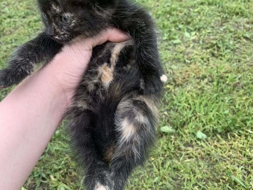 Черный котенок девочка