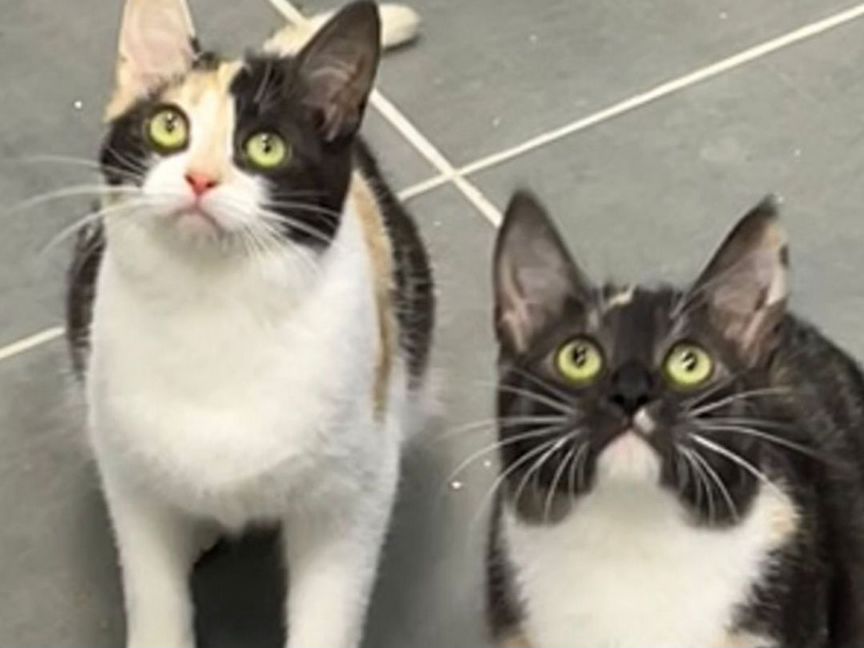 Котята подростки