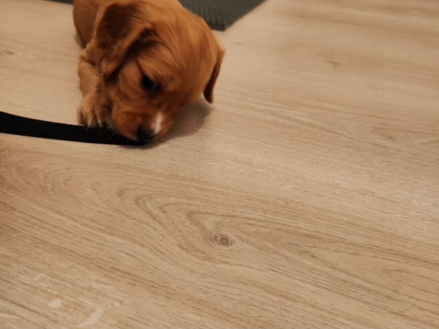 Собака в добрые руки отдам бесплатно