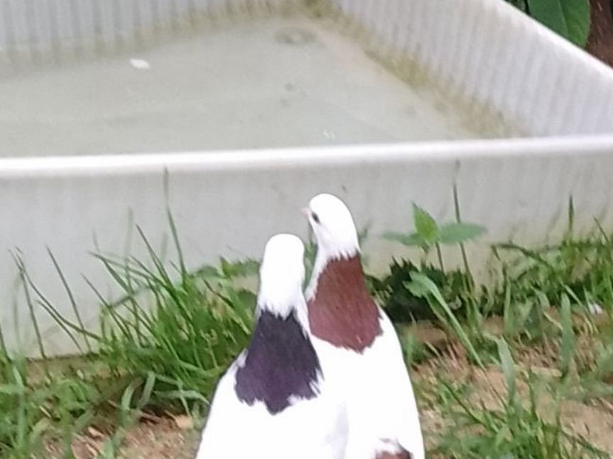 Бакинские бойные голуби