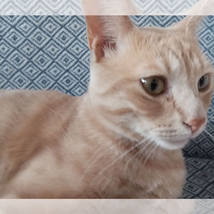 Кошка