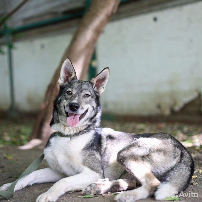 Ласковая молодая собака Габи из приюта ищет дом