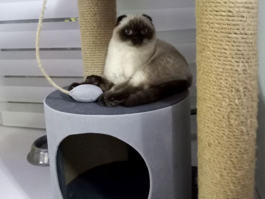 Вязка шотландская кошка