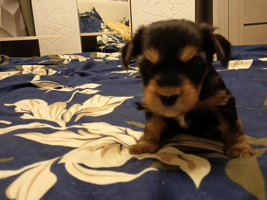 Йоркширский терьер