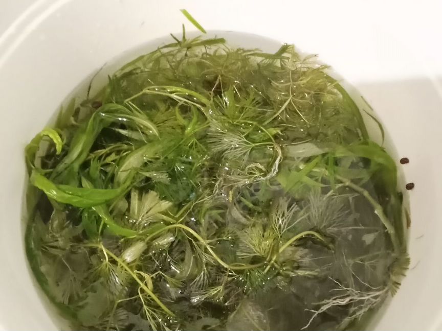 Аквариумное растение прополка