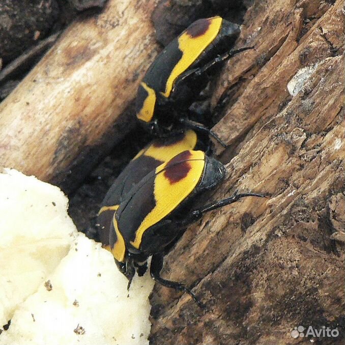 Жук - конголезская бронзовка (Pachnoda marginata)