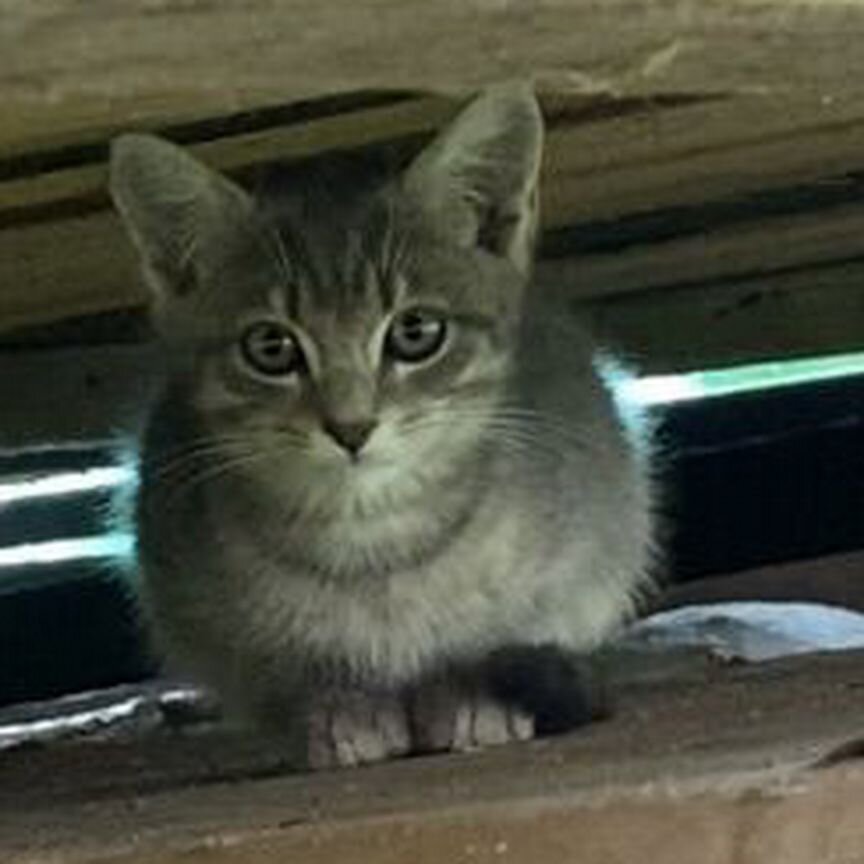 Котята