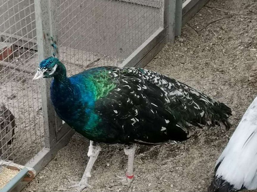 Павлины Индийские