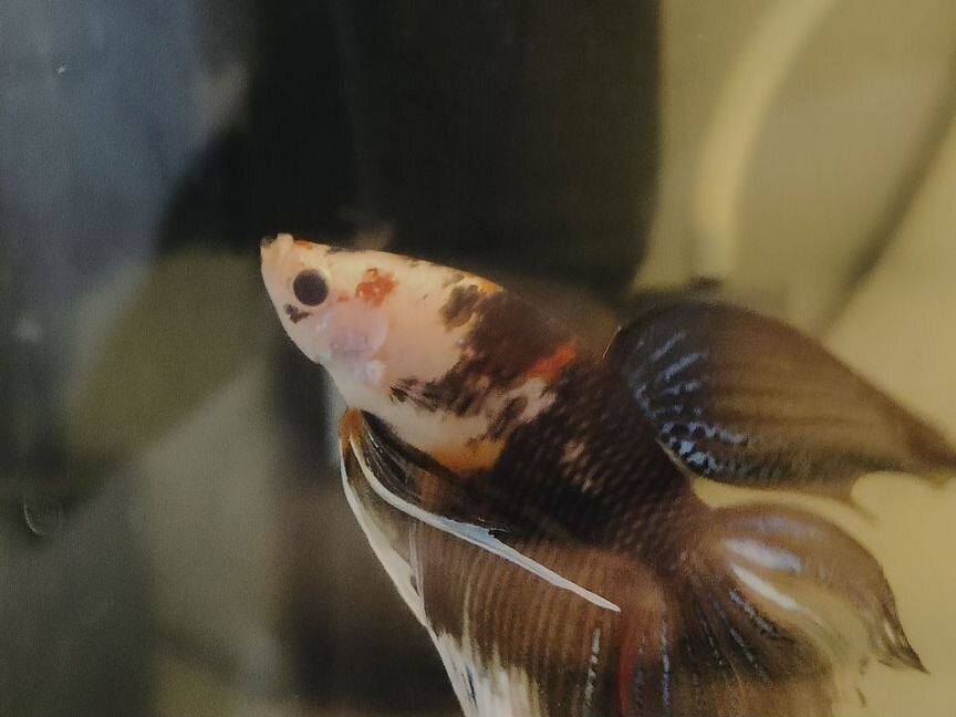 Продам петушка вуалевого