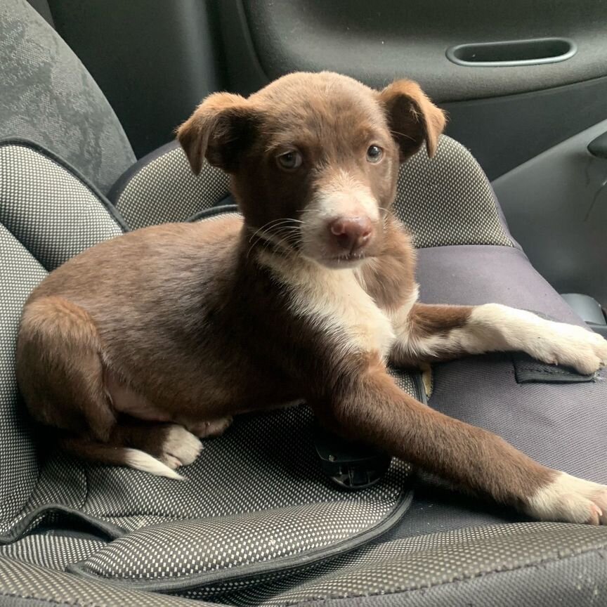 Щенок в добрые руки бесплатно