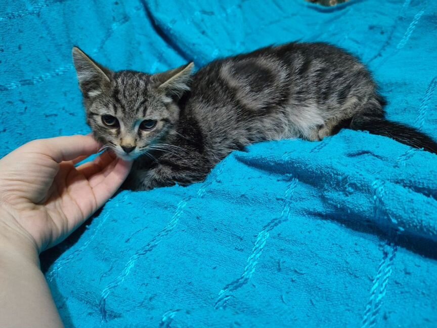 Маленькие котятки в ответственные руки