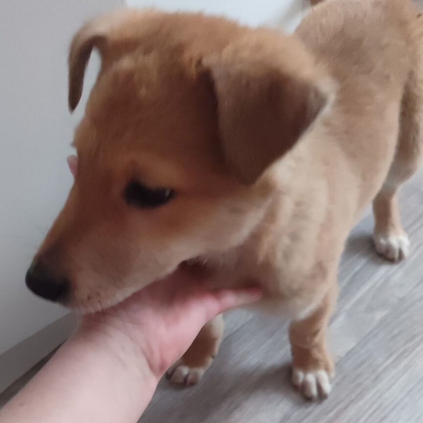 Щенок в добрые руки