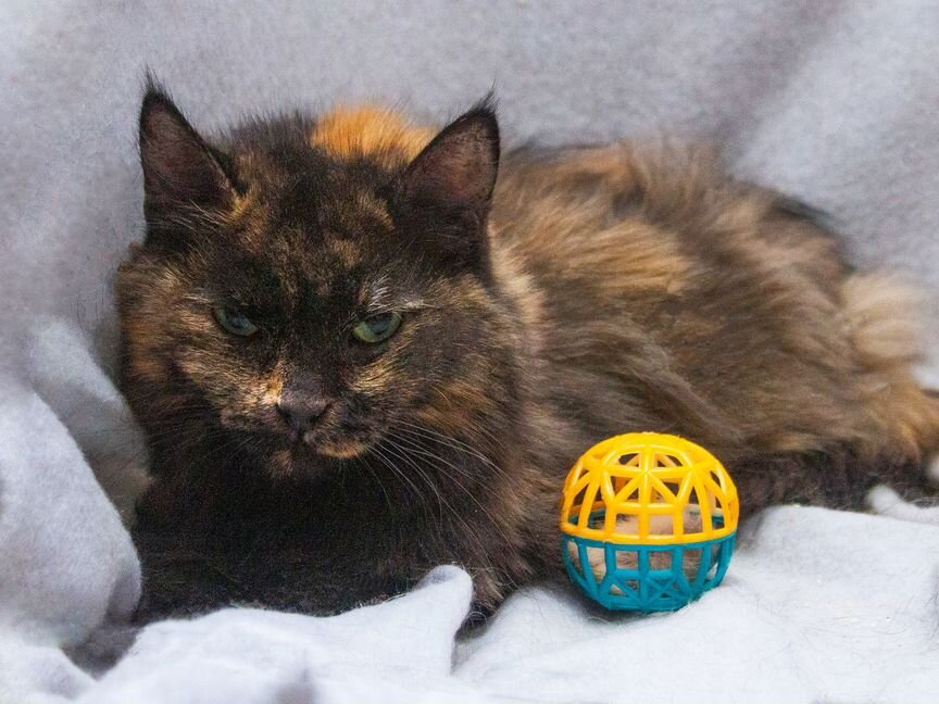 Черепашка пушистая красавица