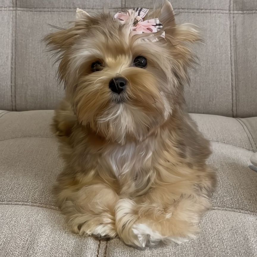 Бивер-йоркширский терьер, щенок