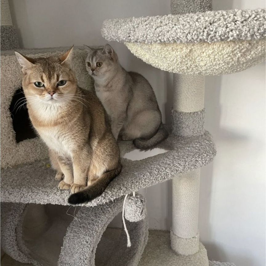 Котята золотая шиншилла