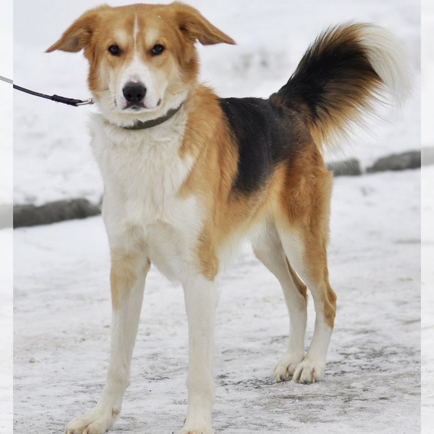 Собака в добрые руки отдам бесплатно