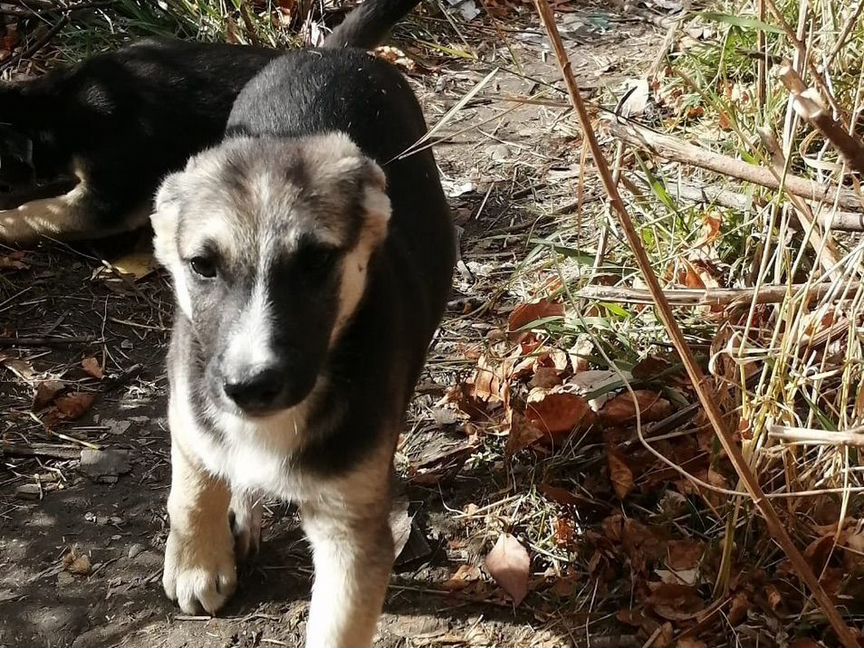 Красивый щеночек в поисках дома