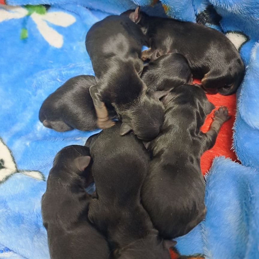 Йоркширский терьер