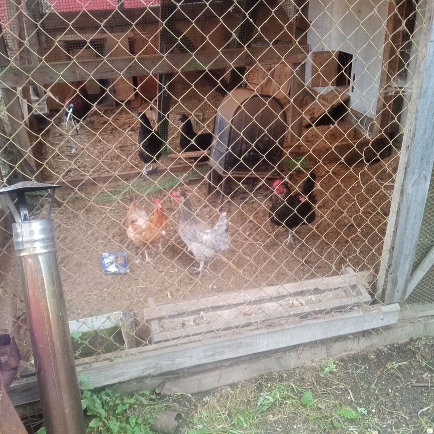 Продам кур несушек и молодок