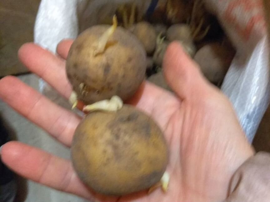 Картофель на корм скоту или для посадки