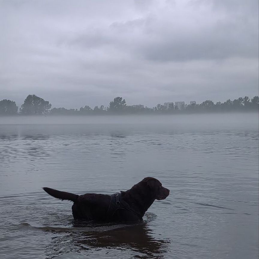Отдам в добрые руки лабрадора