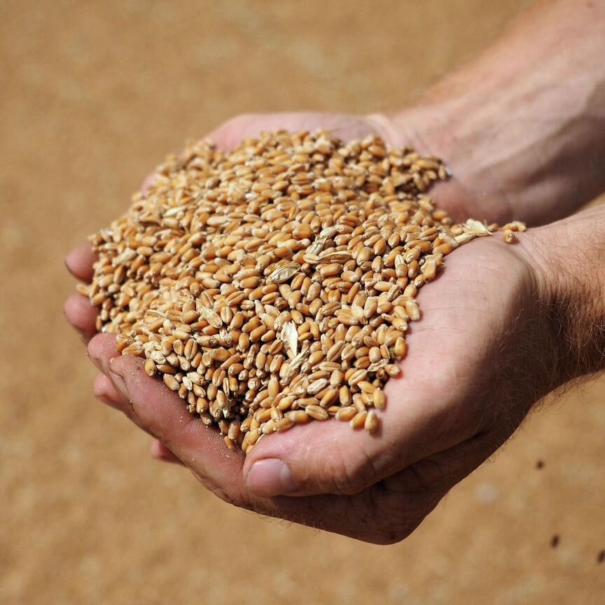 Зерно пшеница ячмень