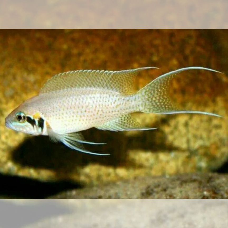 Принцесса бурунди