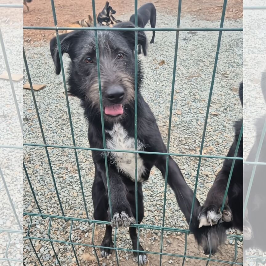 Взрослый пёс в добрые руки