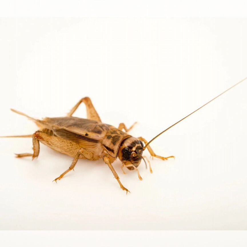 Кормовые сверчки живые