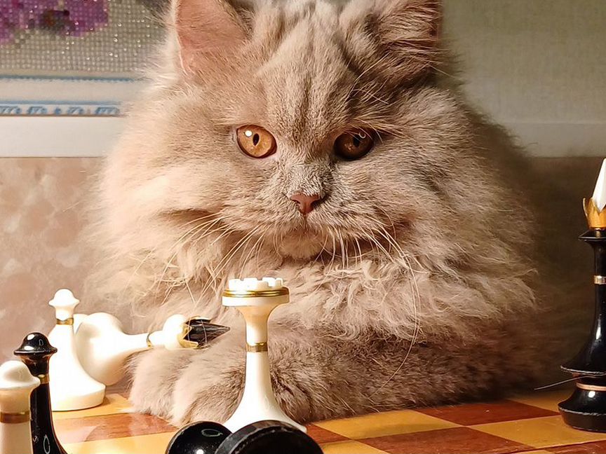 Британский кот, 5 месяцев