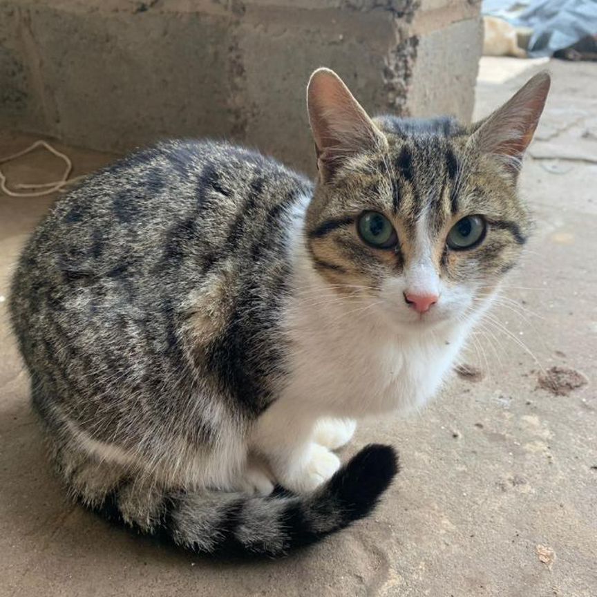 Котята в добрые руки бесплатно