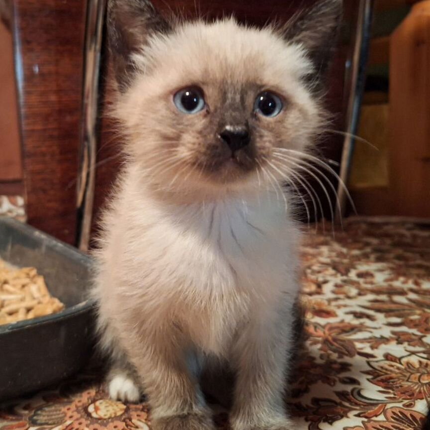Котята