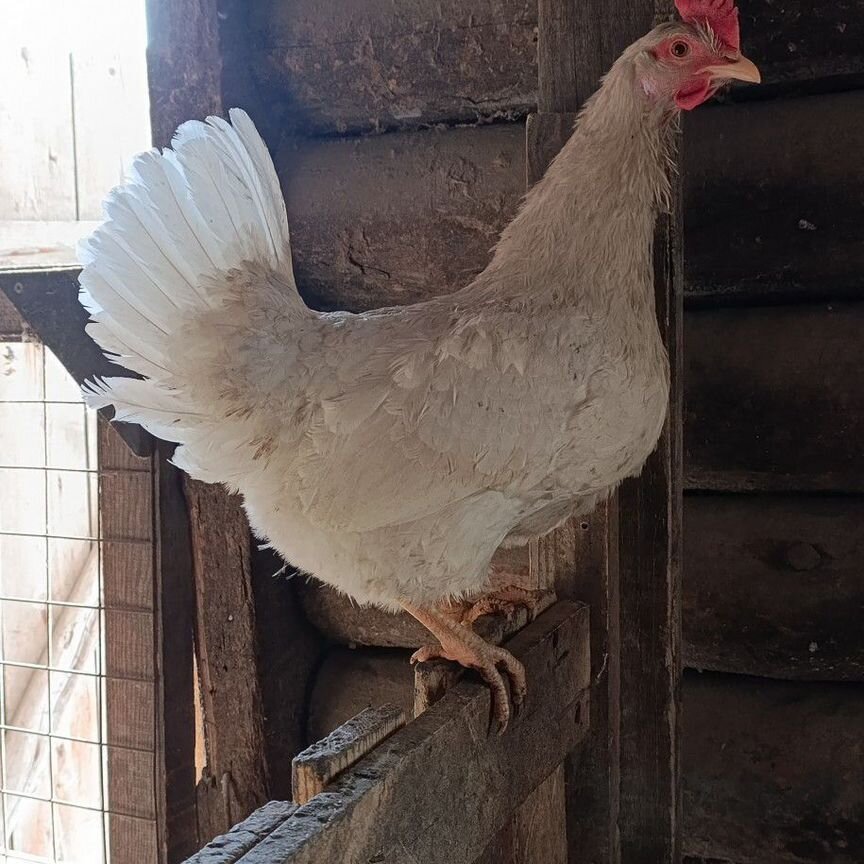 Куры несушки