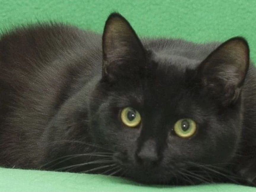 Котик в добрые руки