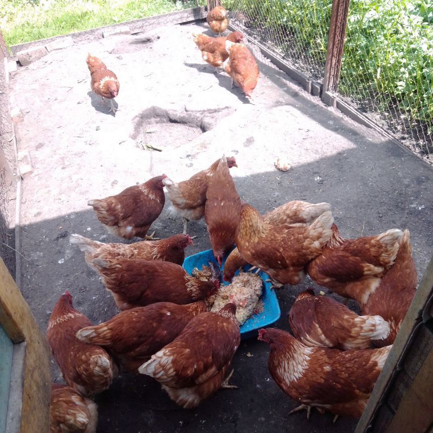 Куры несушки 20 штук